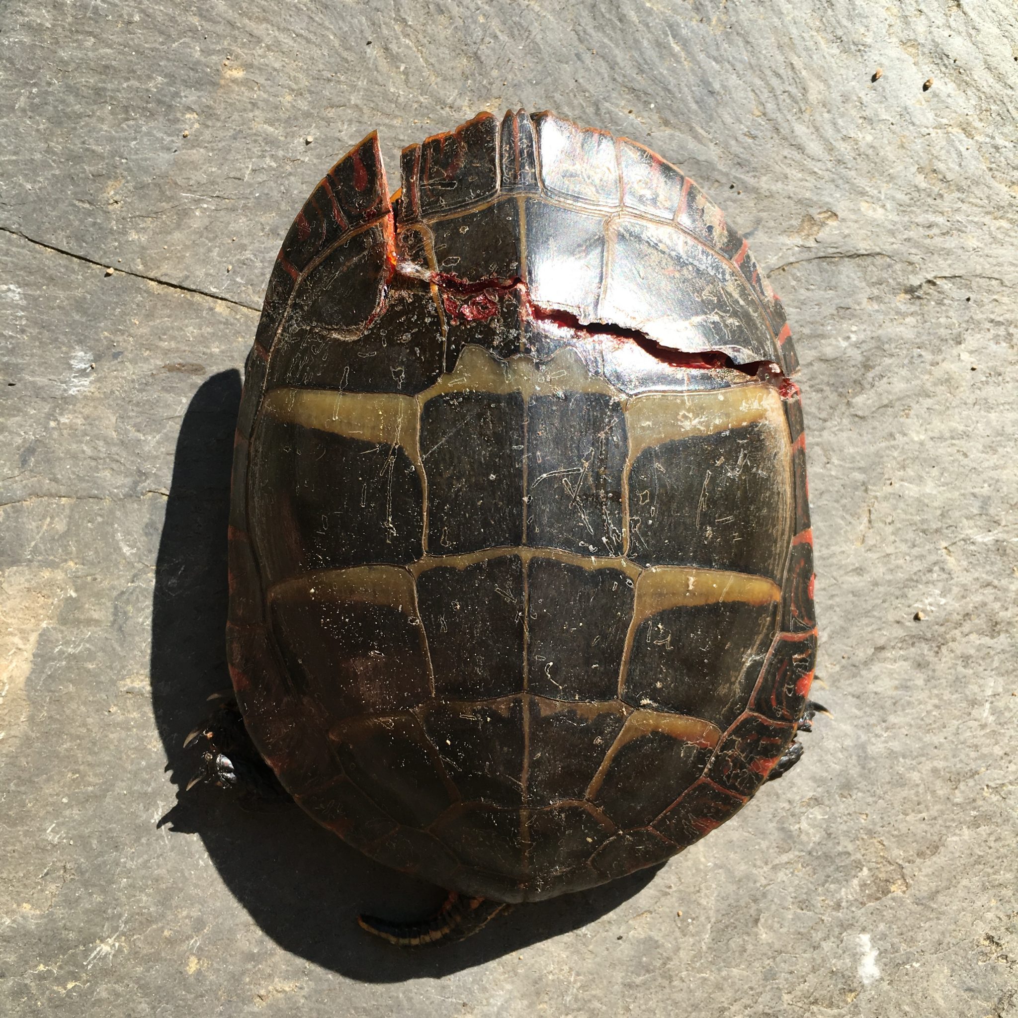 The Turtle's Back – CT Native Turtle Rehabilitation & Education