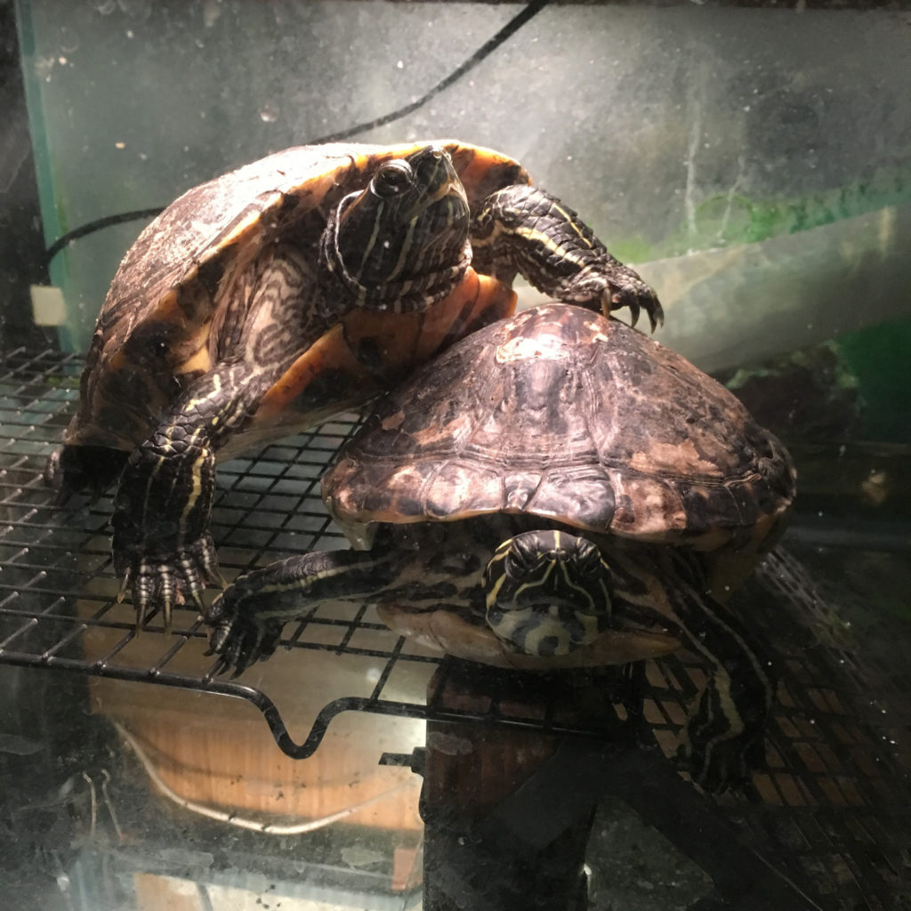 Pet Turtles – The Turtle's Back